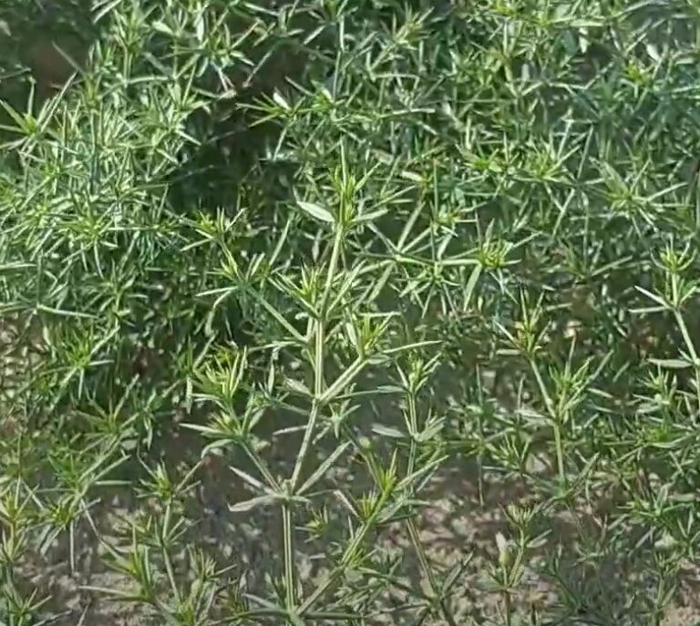 Fagonia indica (Dhamasa Booti): Uses, Potential, and Precautions - Pkpoint